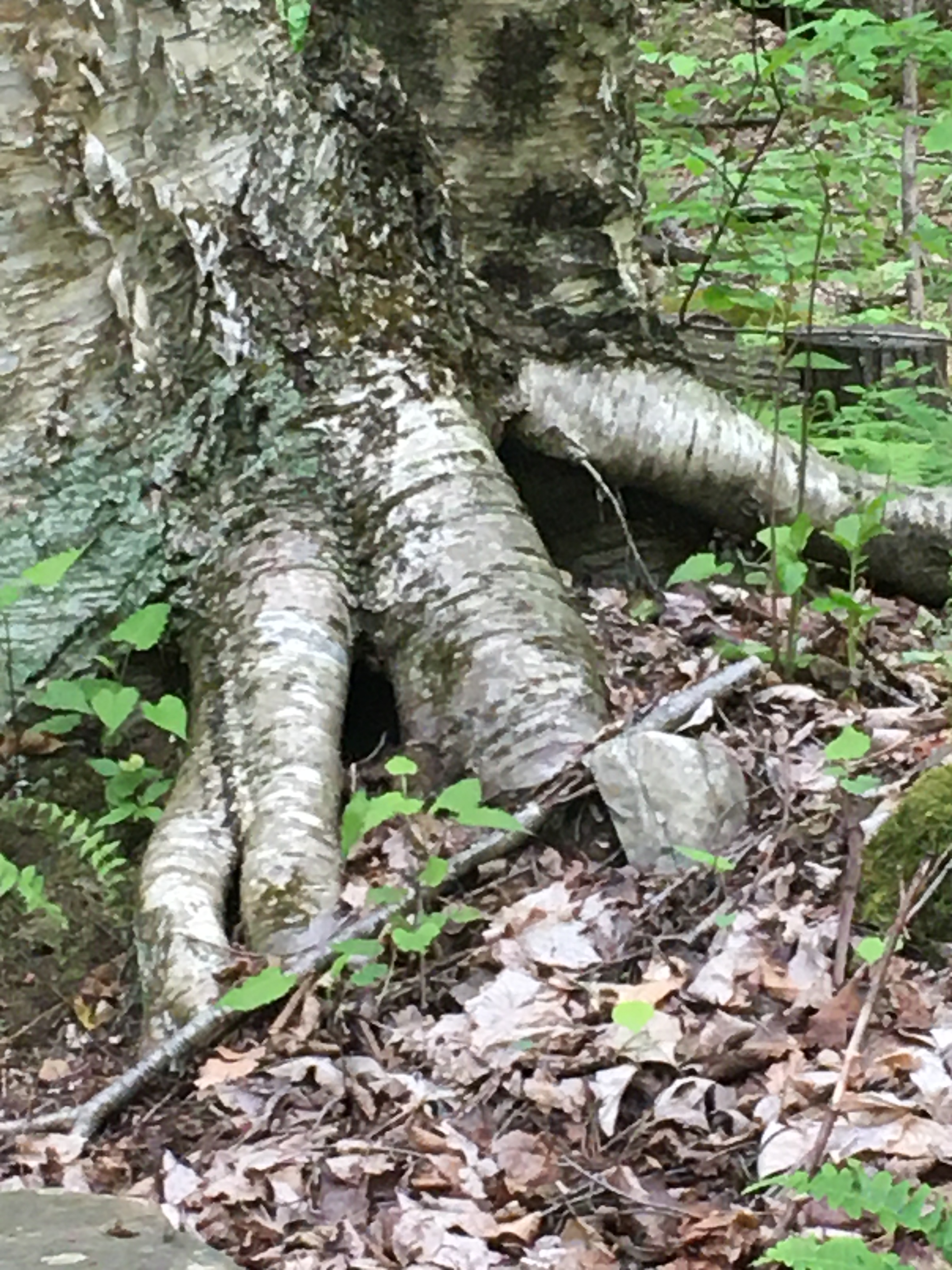 Spooky Sounds and Anthropomorphic Trees! – A Musician's Travels