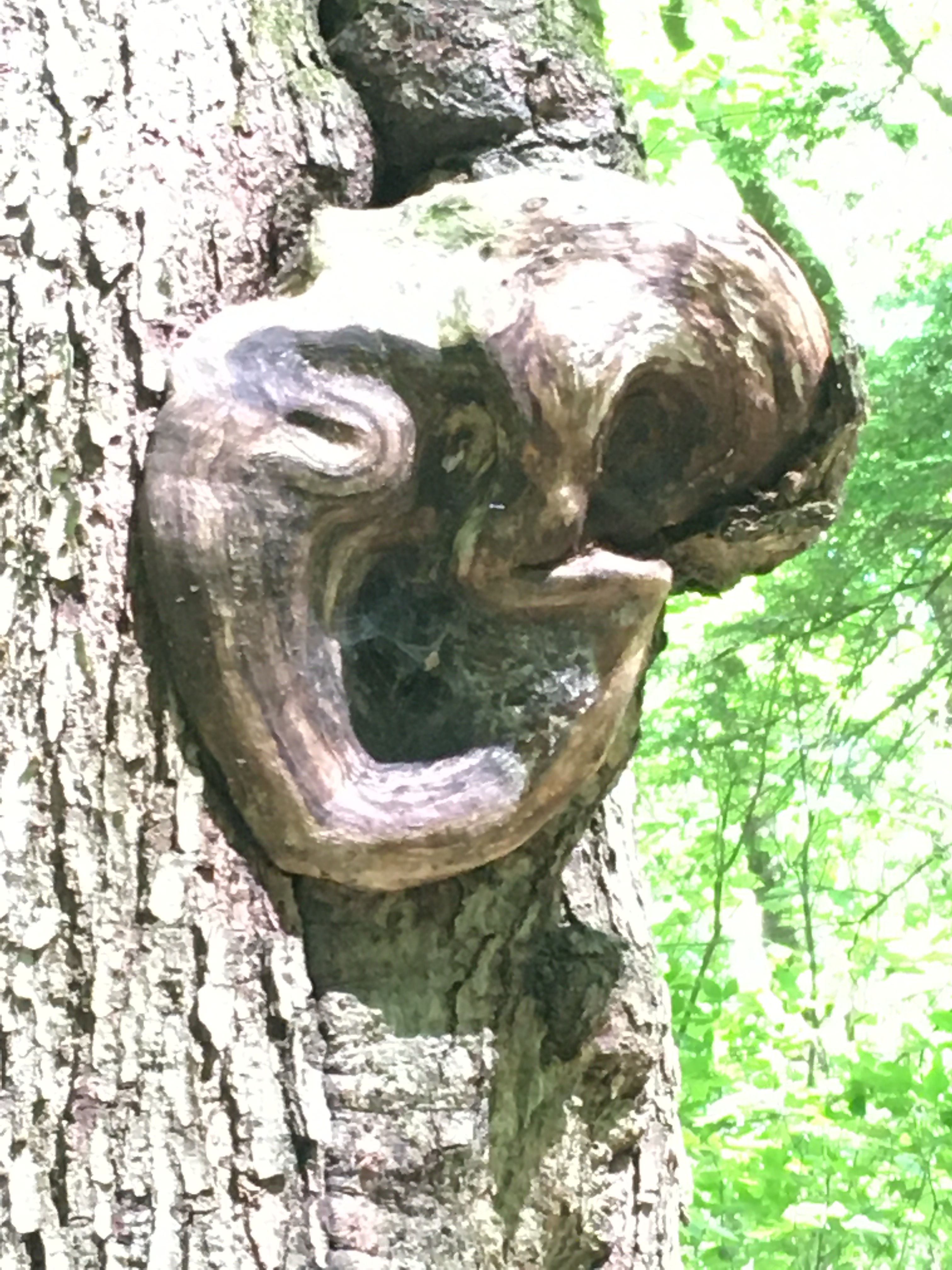 Spooky Sounds and Anthropomorphic Trees! – A Musician's Travels