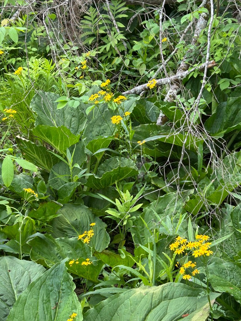Cow Parsley & Butterweed at Parson’s Marsh and Sugar Free Spiced Apple ...